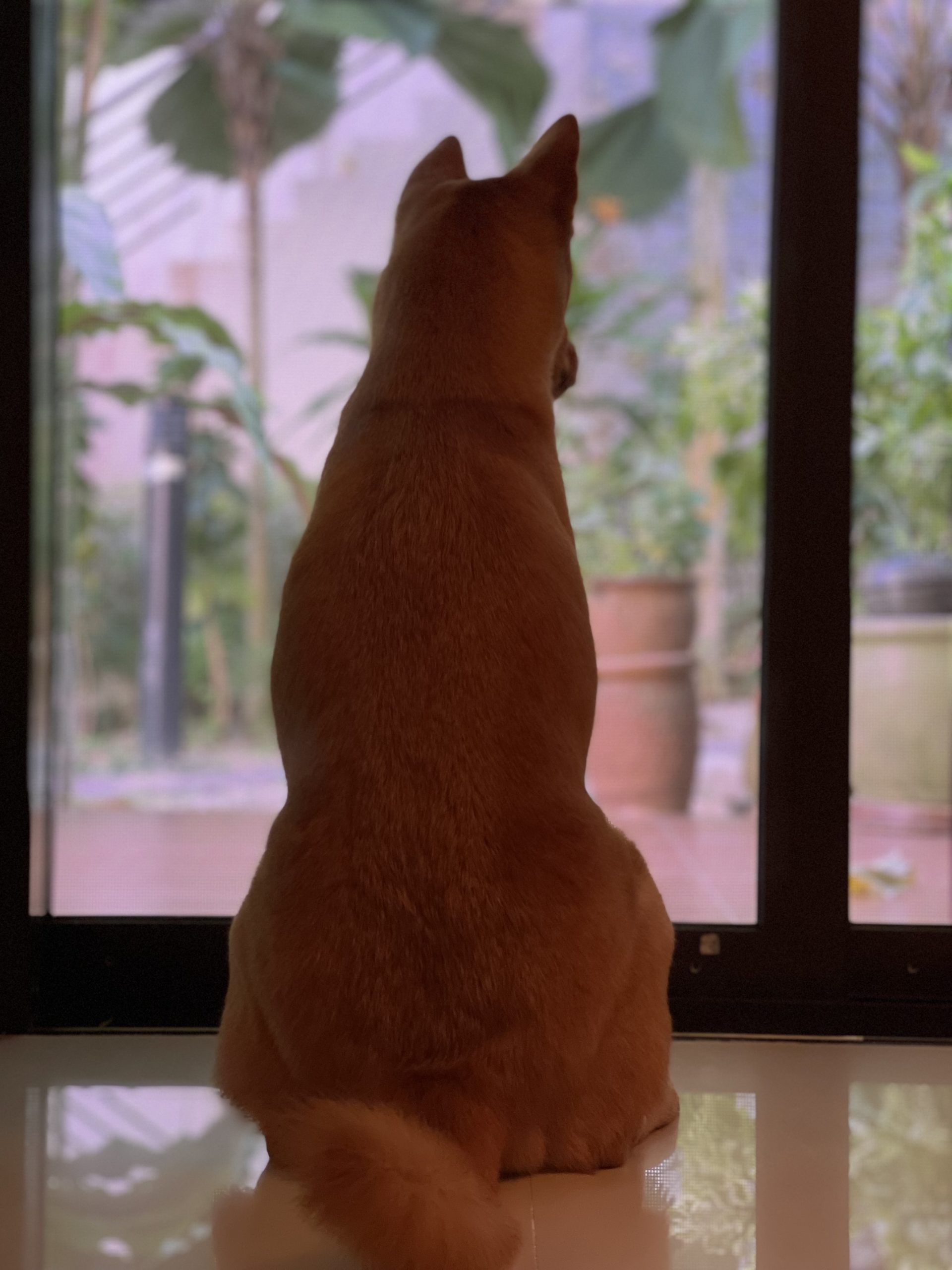 Screen Pets - Rich Dynamic Solution